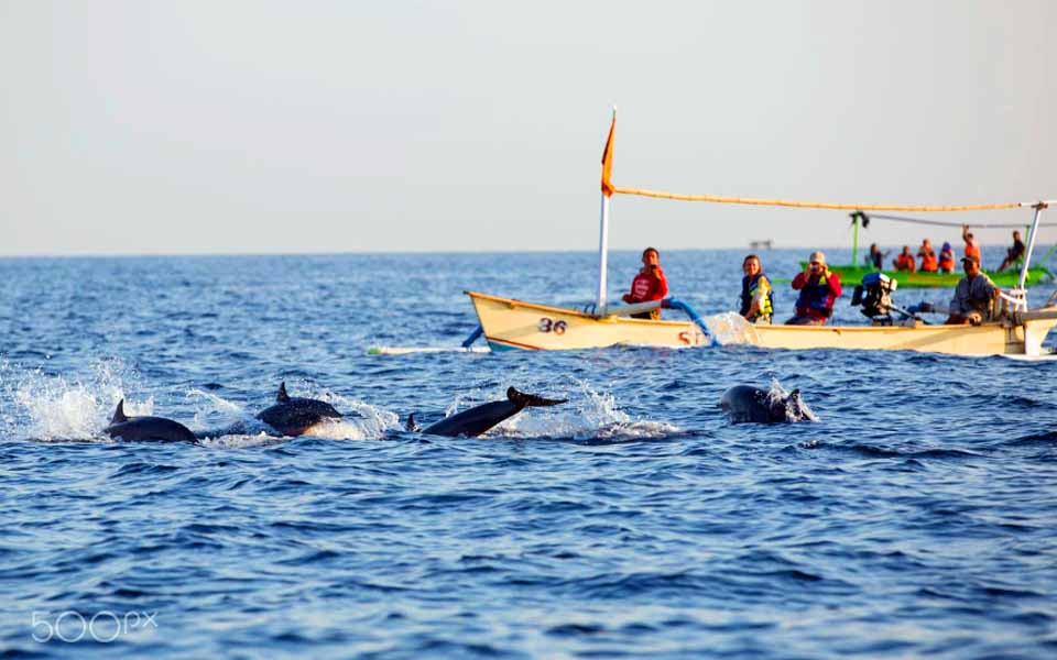 Bali Dolphin Tour | Bali Transport Service